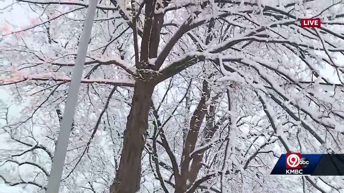 Heavy snow causing issues for your trees -- and arborists
