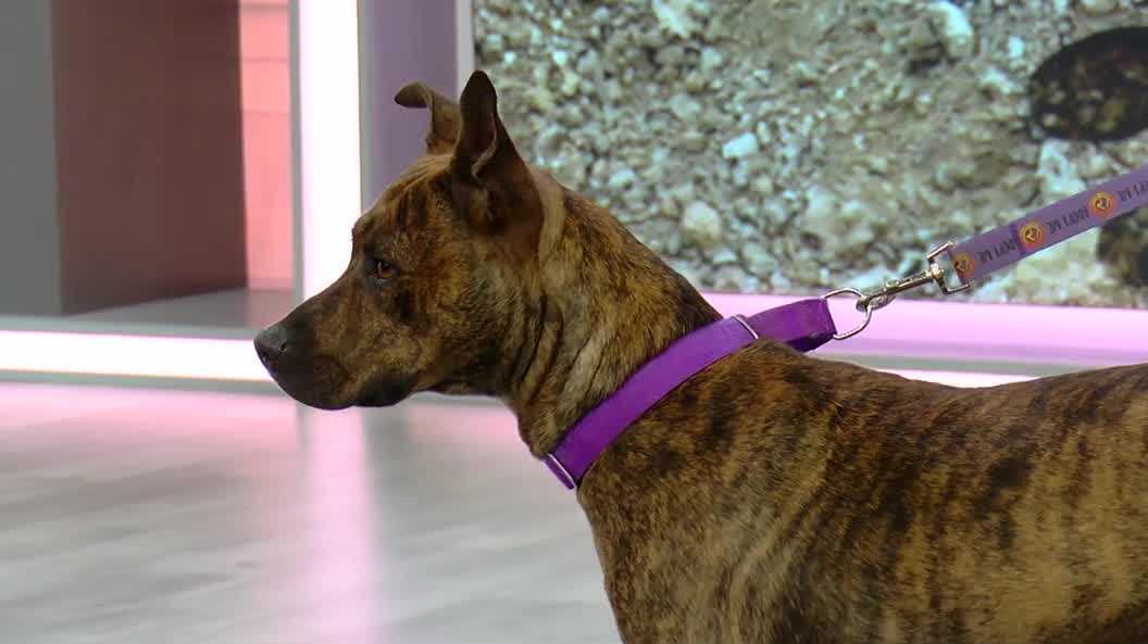 'Mutts and Meows' with Gulf Coast Humane Society: Meet Stardrop