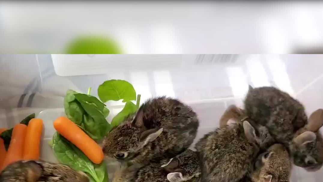 Watch: Rescued New England Cottontails in Swanzey