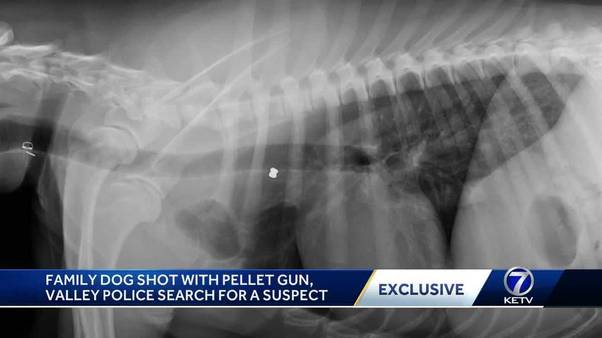 Family dog shot with pellet gun, Valley police searching for a suspect