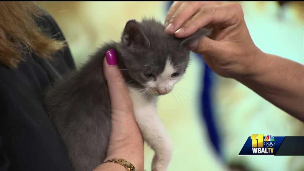 Pet Adoption: MDSPCA celebrates successful 'Clear the Shelters'