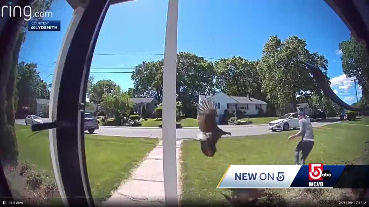 Mass. family reacts to video showing turkeys attacking