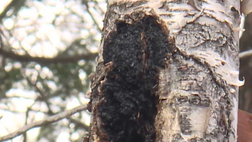 Maine couple first in U.S. to try method of Chaga farming
