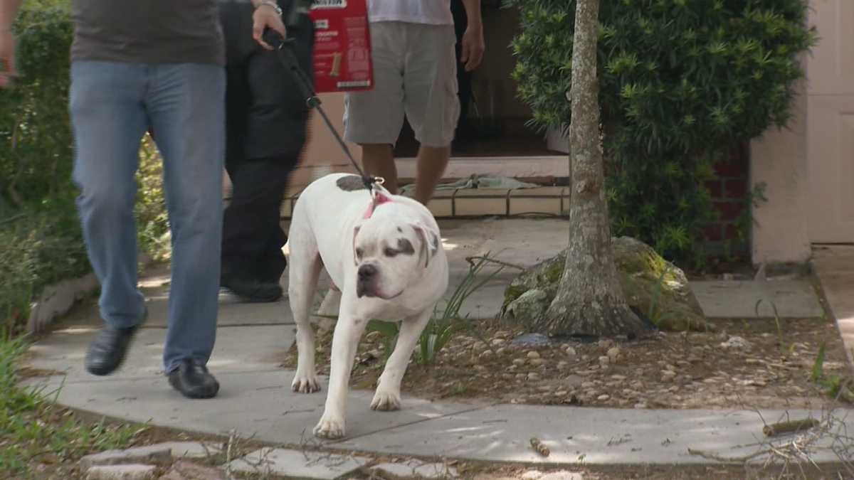 American bulldog attacks woman in Orange County, officials say
