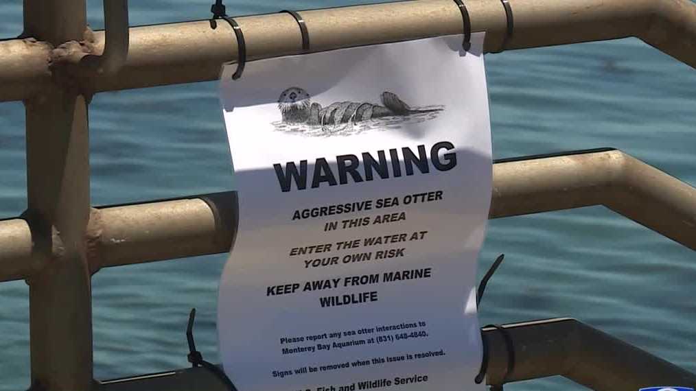 Aggressive otter warning signs return to Santa Cruz