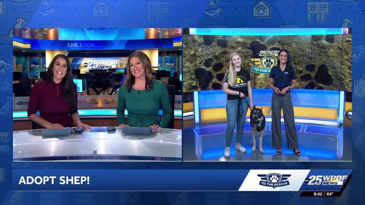 WPBF to the Rescue: Helping animals find forever homes