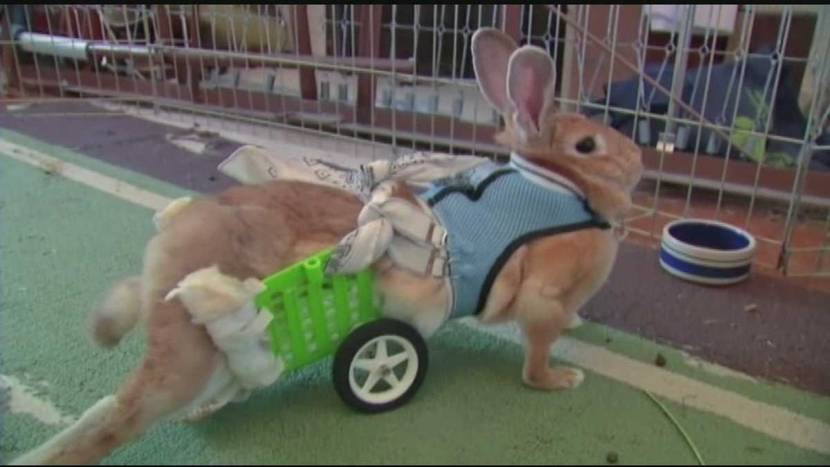 A Wheelchair For A Furry Friend