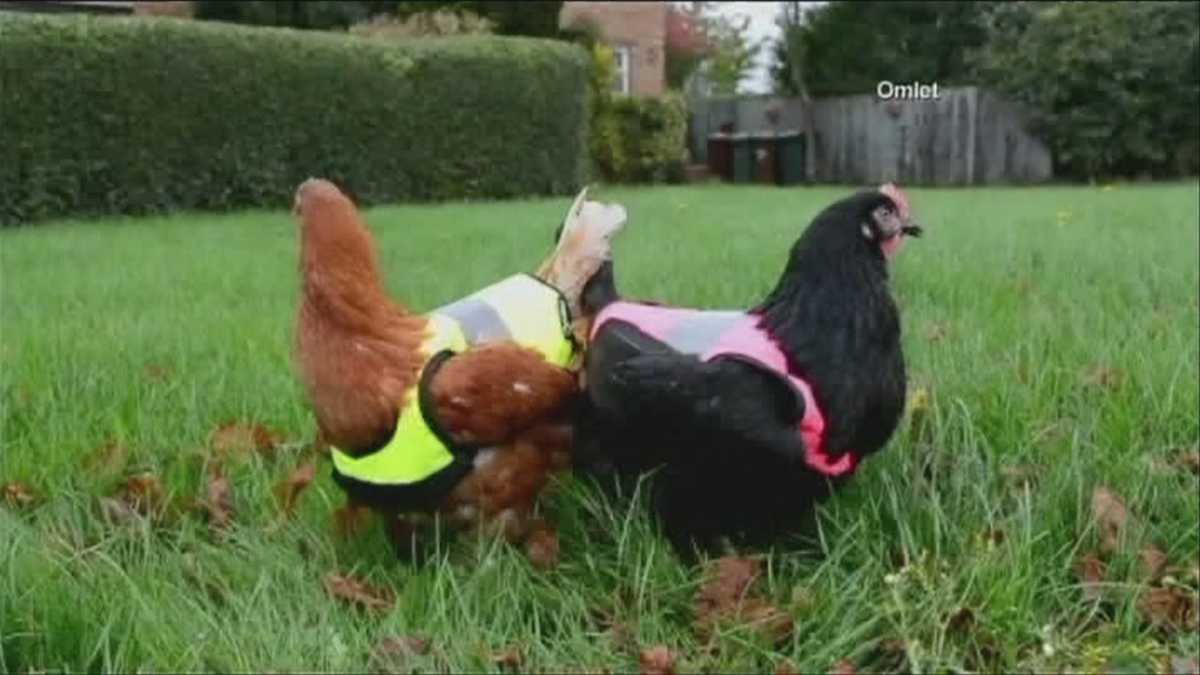 Did You See This?: Chicken Vests at their Best