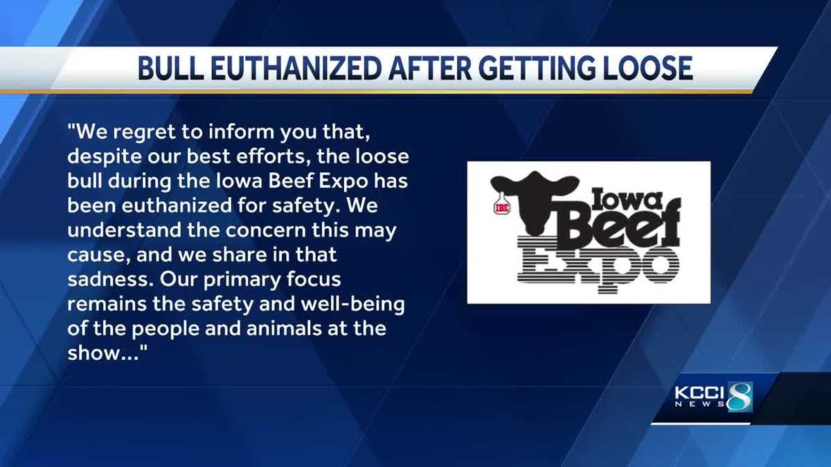 Bull captured, euthanized after escaping Iowa State Fairgrounds