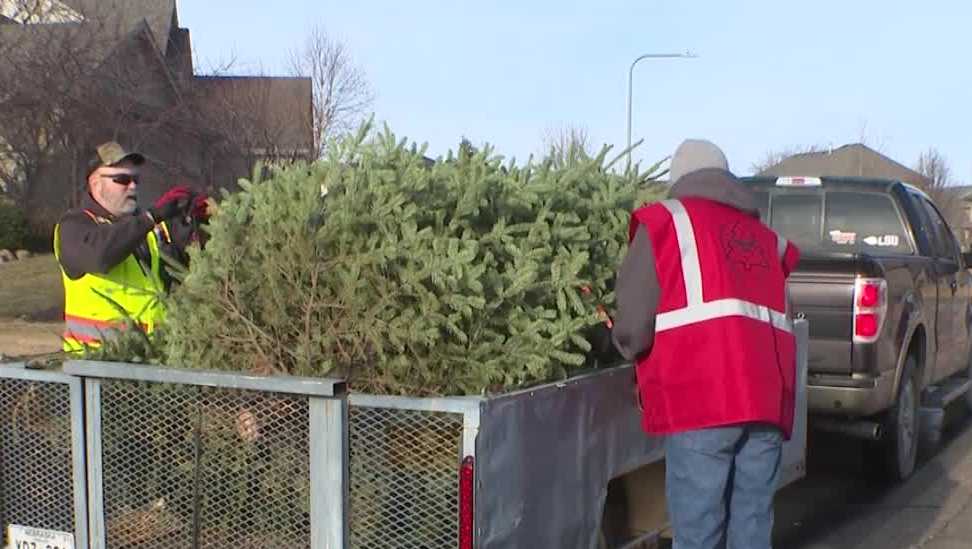 Boy Scouts' hunt for trees still going strong 24 years later