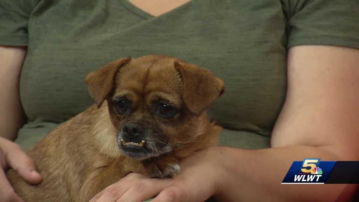 Animals up for adoption through rescue program