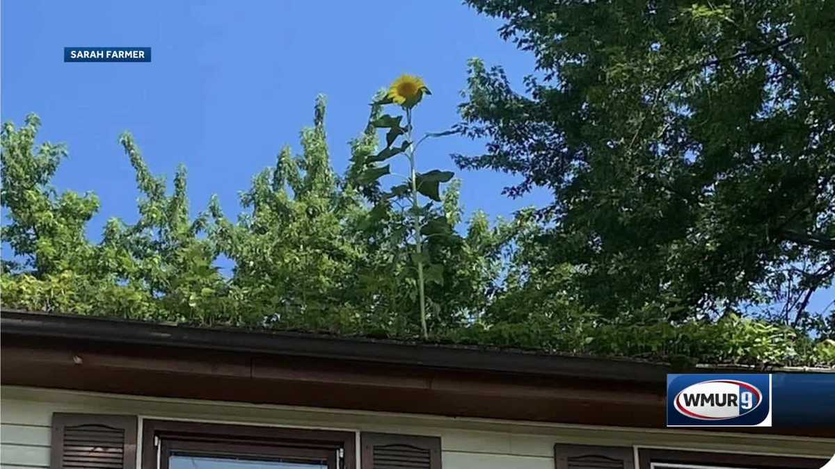 New Hampshire residents spot sunflowers in odd places