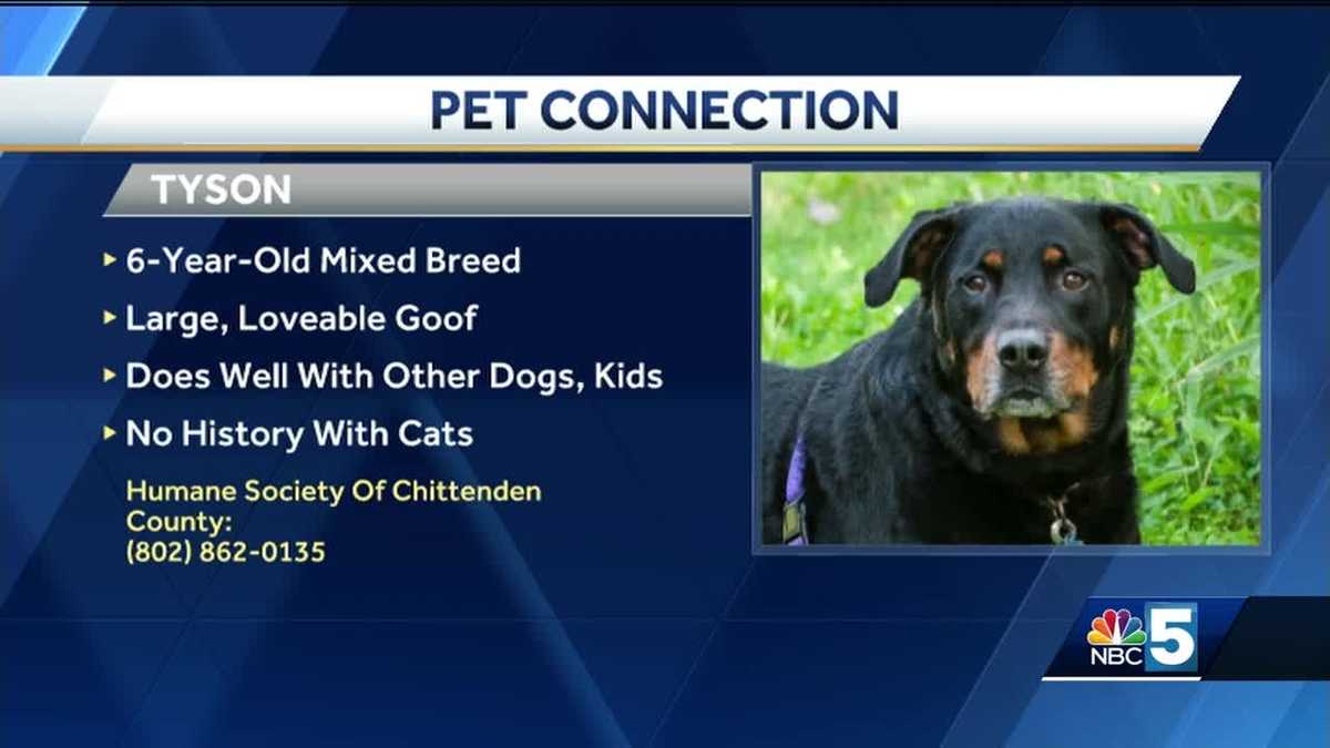 Pet Connection: 10-11-18