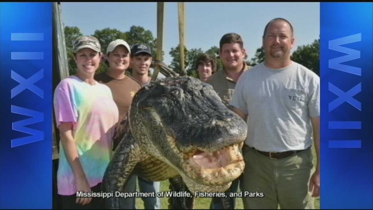 Two gators caught in the Mississippi River set new records