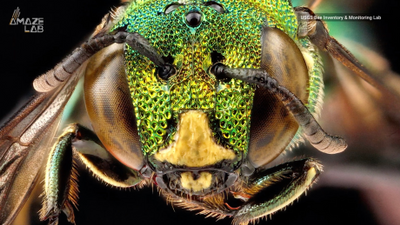The internet is buzzing about these insane 'bee-auty' shots