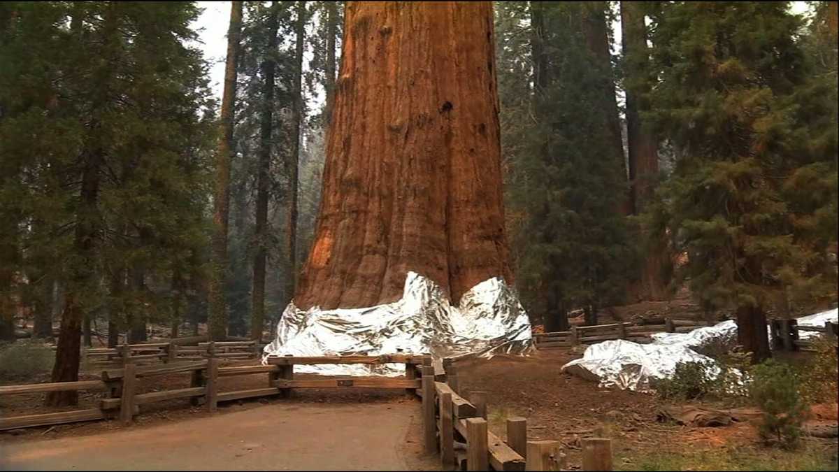 Sequoia National Park partially reopening