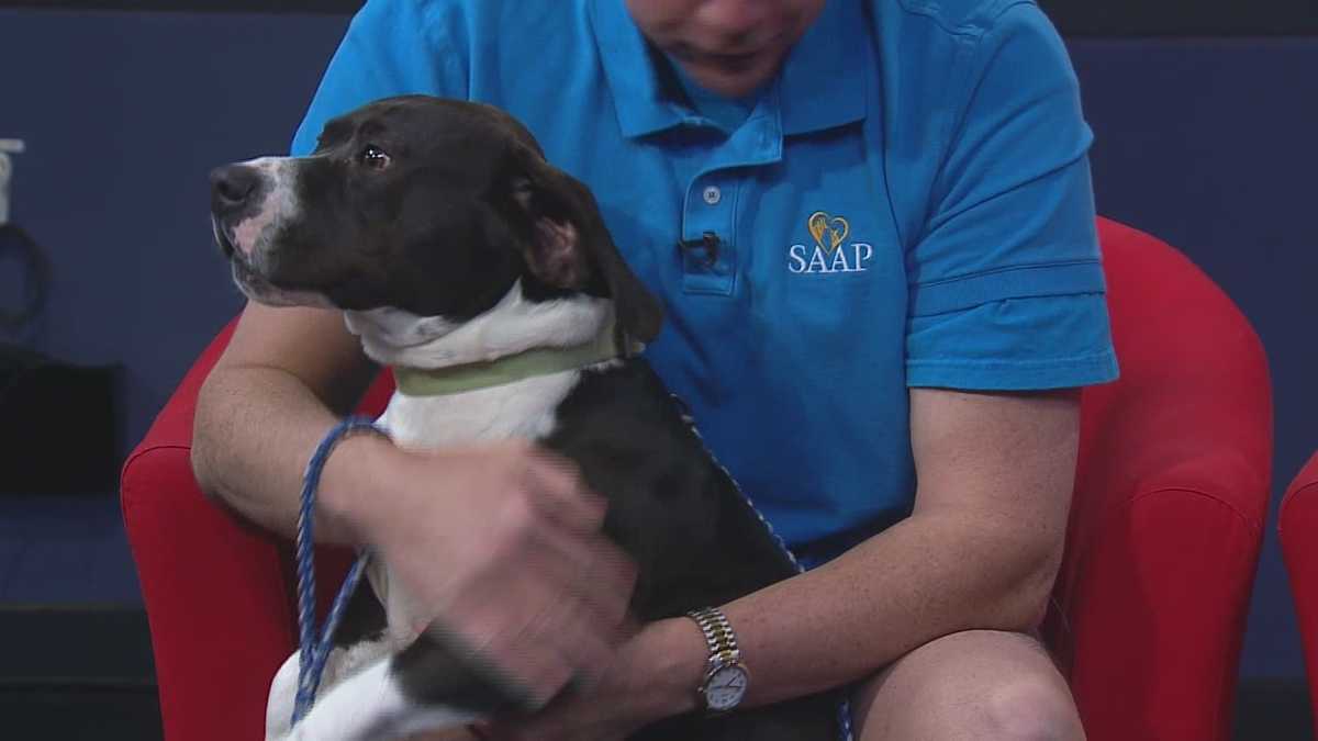 Meet Ryder and Landon