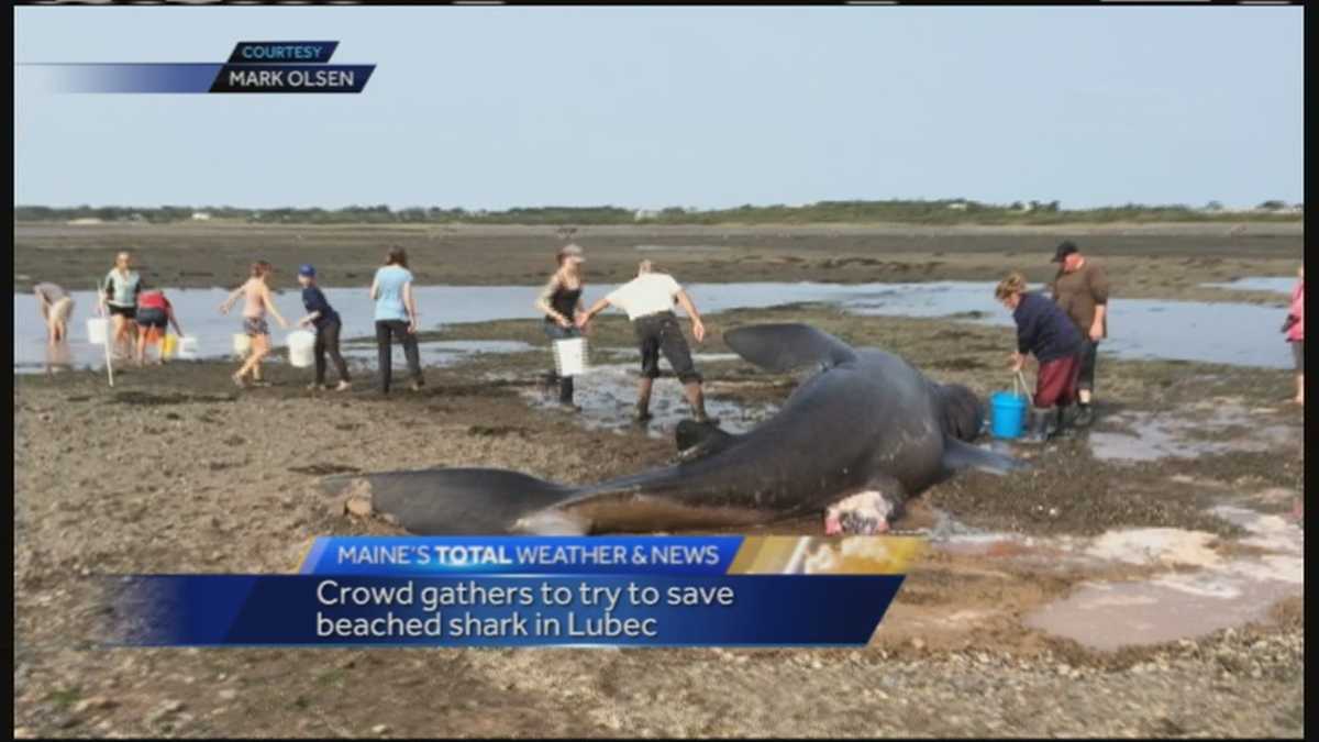 People rush to save stranded shark downeast