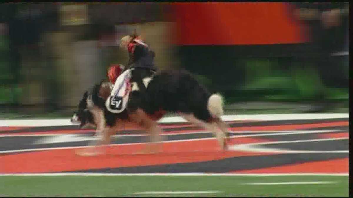 Monkeys riding dogs and football fans braving the elements