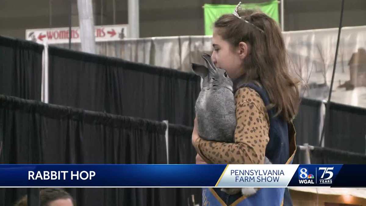 Rabbits show off their skills in hopping contests at the Farm Show