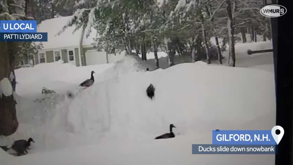 Gilford, NH ducks 'sled' down snowbank