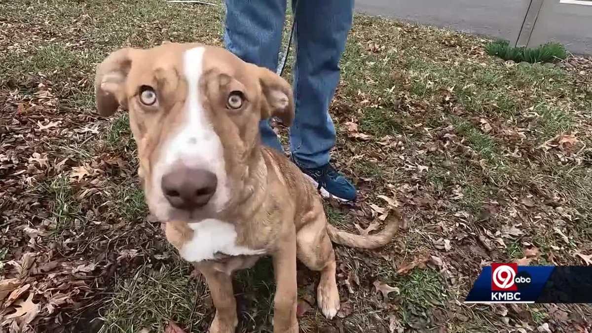 Sunflower Showdown rivalry extending to pet shelters during tournament