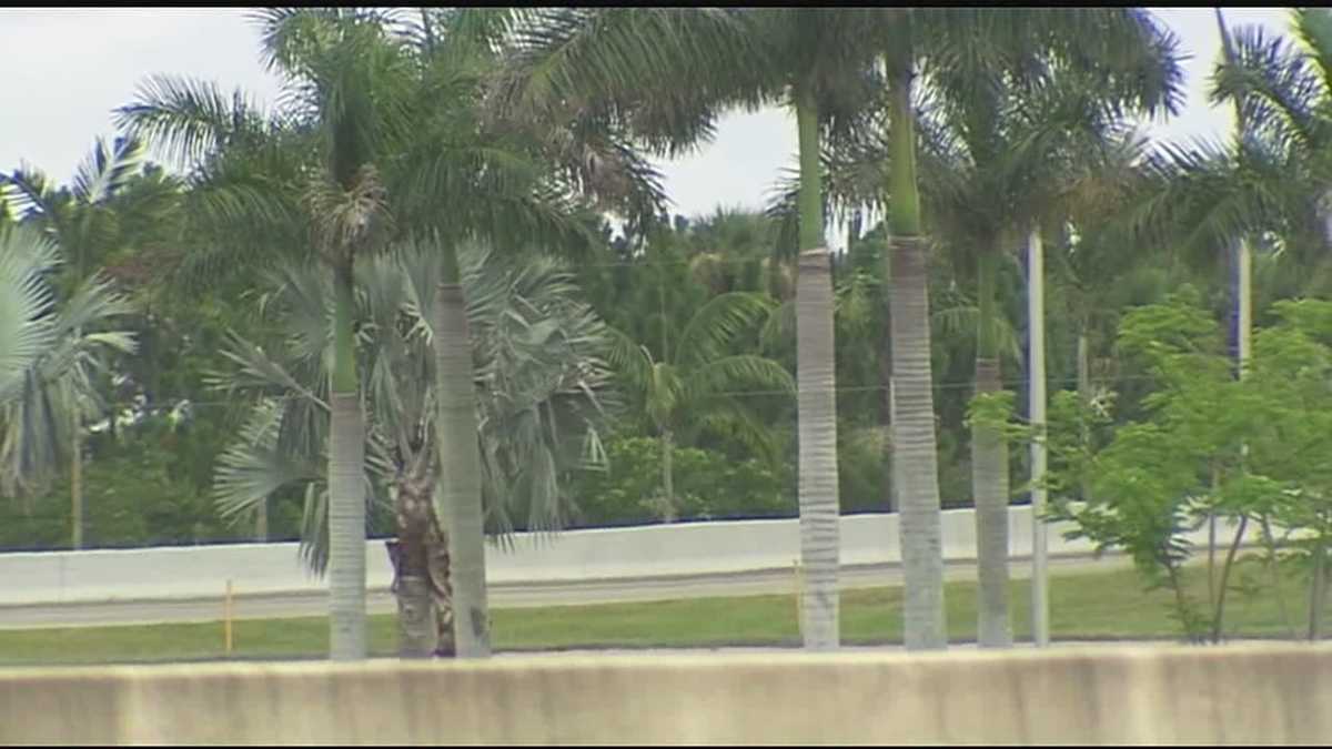 Special Reports: Questions surround palm tree project up and down East ...