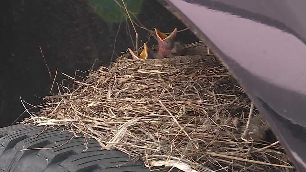 Robin nest delays sold truck pickup at Olathe dealership