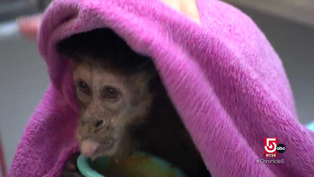 A retirement home for helper monkeys in Boston, Mass.