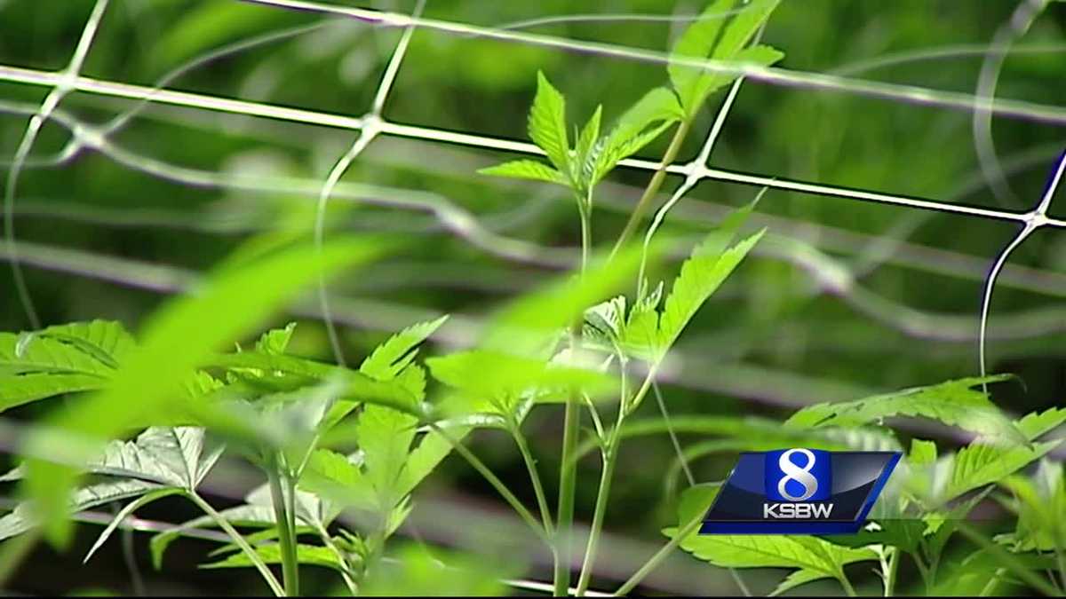 Growing marijuana about to get more expensive