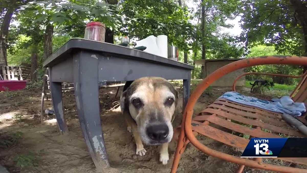 Animal rescue searches for homes for animals after director dies