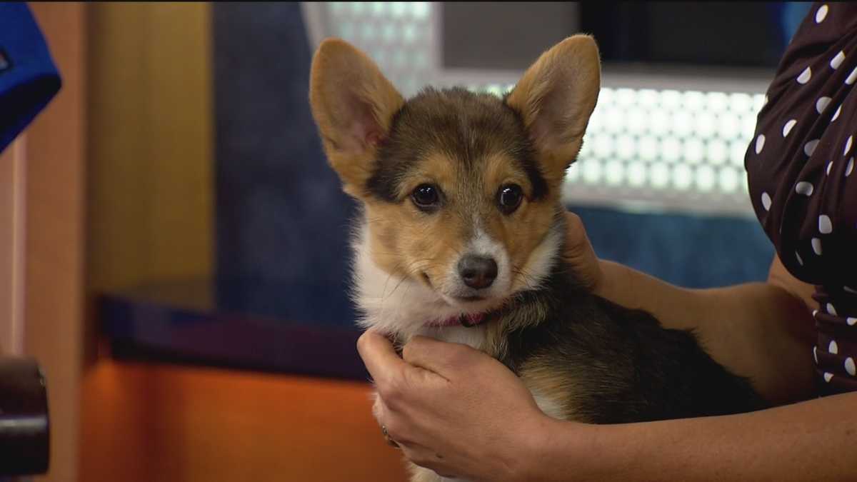 Secret to dealing with snippy dogs