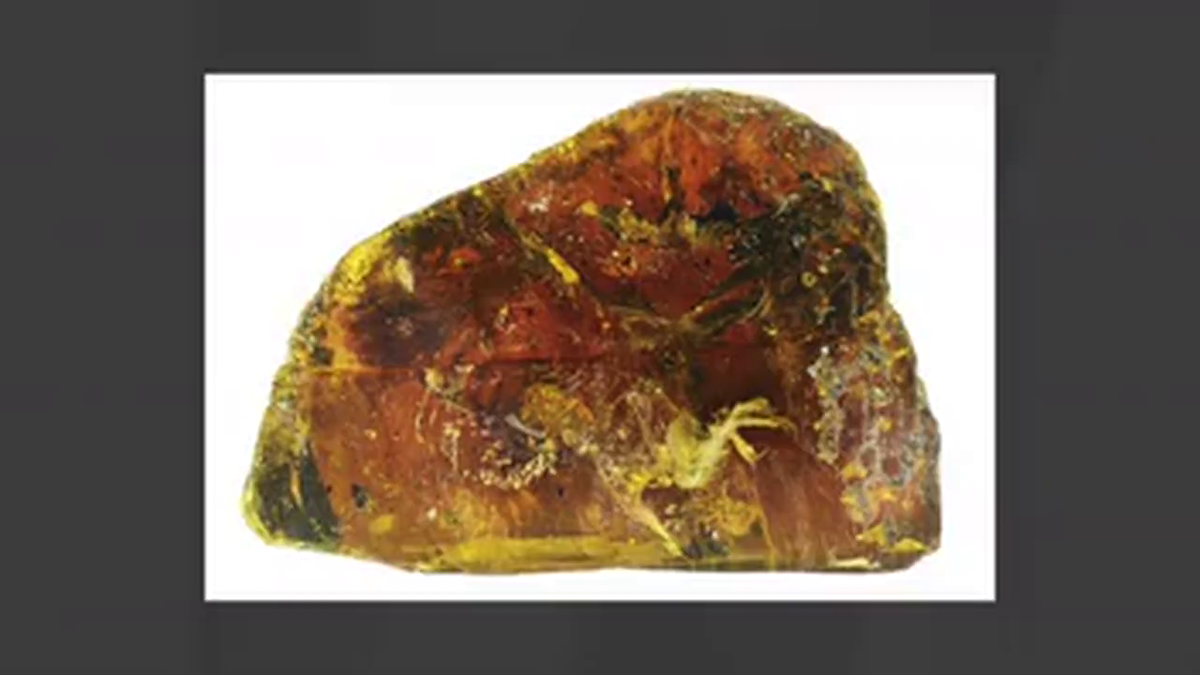 Baby bird nearly 99 million years old found preserved in amber