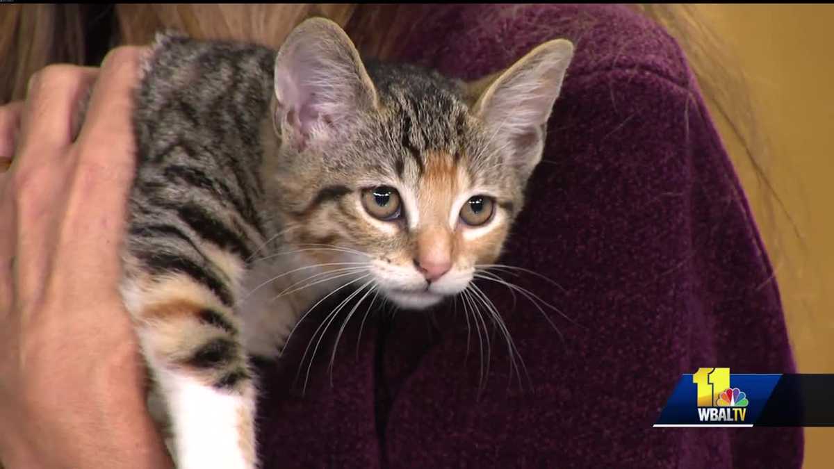 Warm Hugs: A tabby kitten is ready for adoption at the MDSPCA