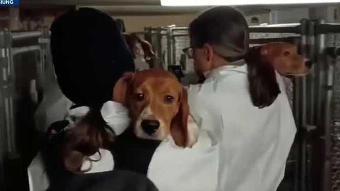 Dane County beagle farm break-in: Activist to stand trial, dogs to be ...