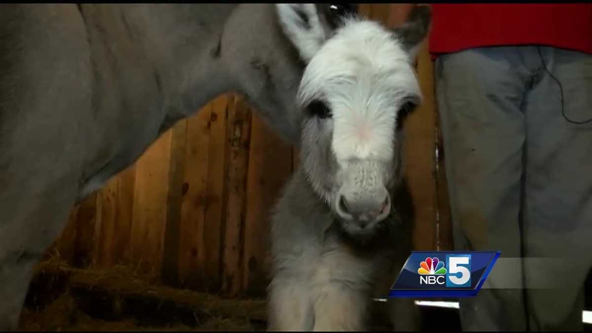 Therapy donkeys help many in the North Country