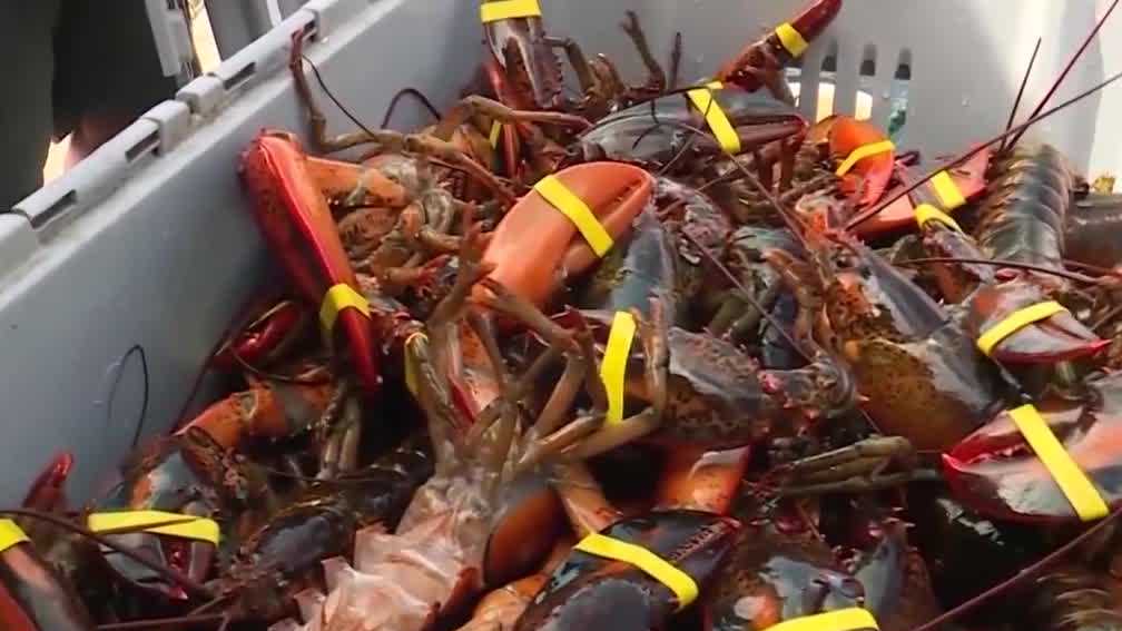 NH lobster industry faces challenges because of warming water