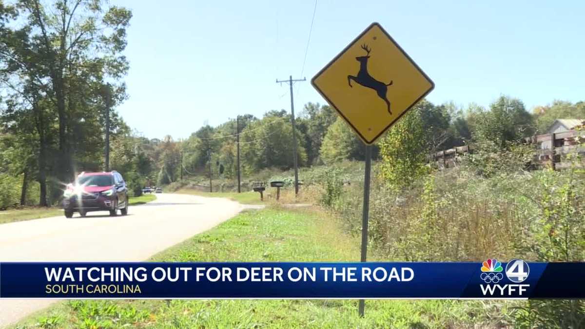 South Carolina: Here's what to do to avoid a deer collision this season