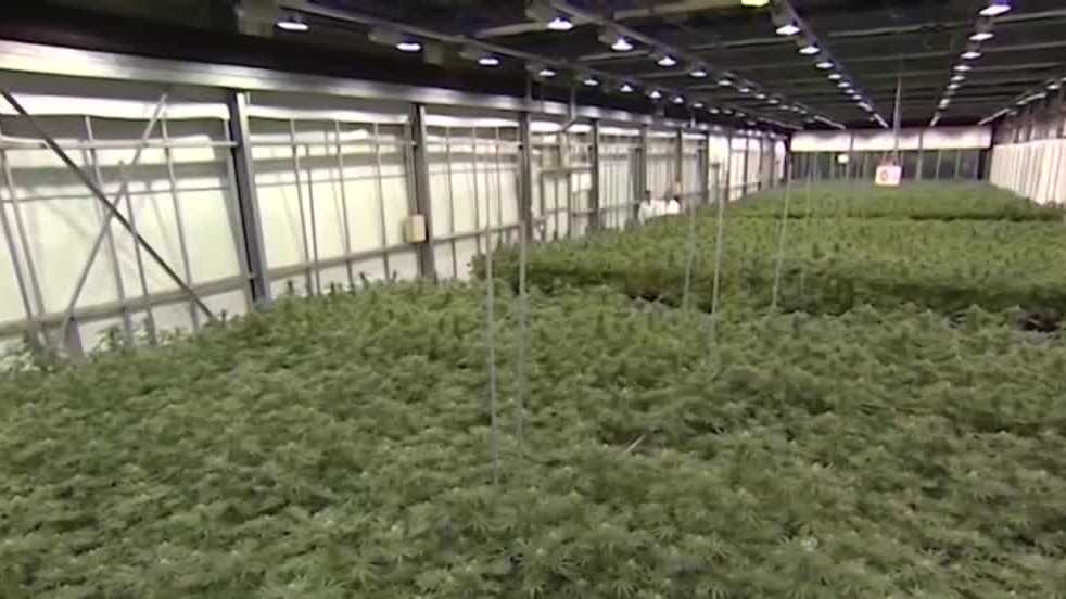 Amendment 3: Florida debates recreational marijuana amendment