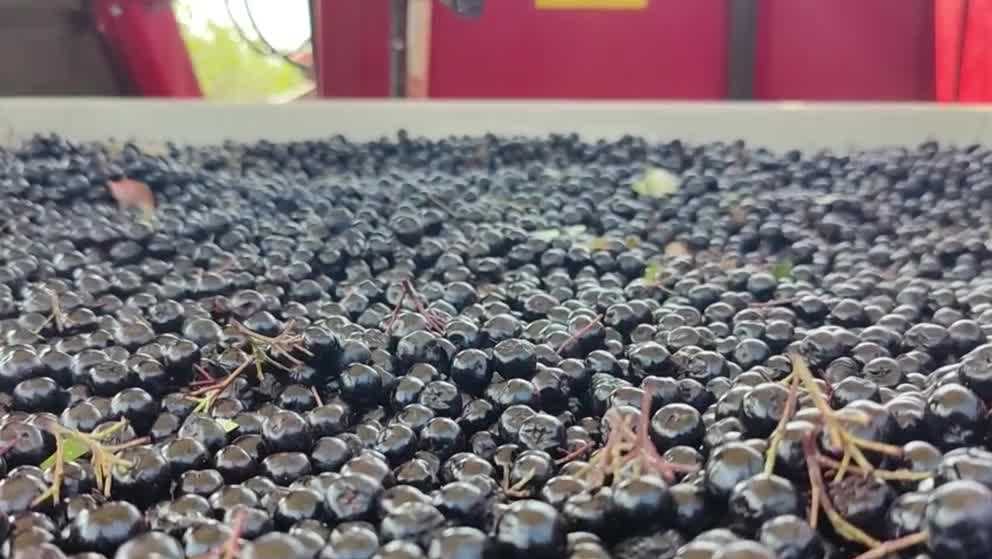 Berry unique Midwest fruition from Arlington farmer, local startup