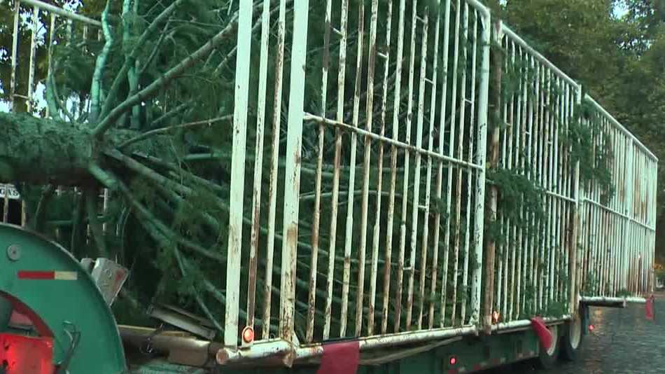 60-foot holiday tree arrives in Old Sacramento. Here's when it'll be lit