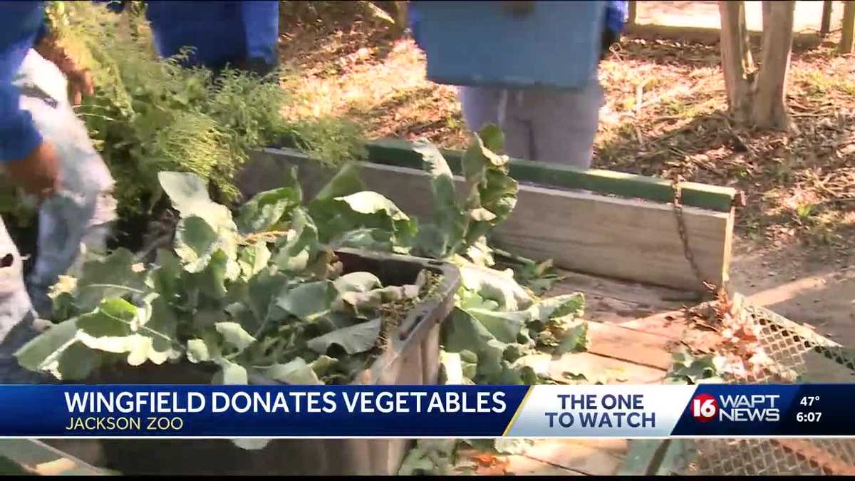 Wingfield students grow vegetables for Jackson Zoo animals