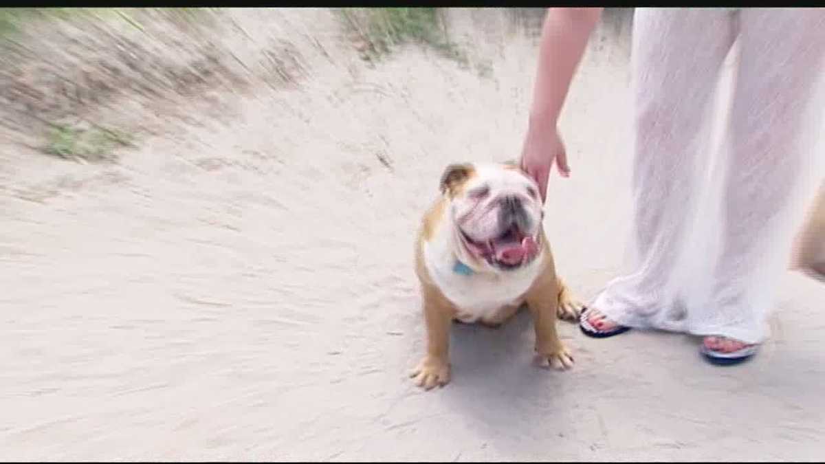 Boca Raton dog beach to stay