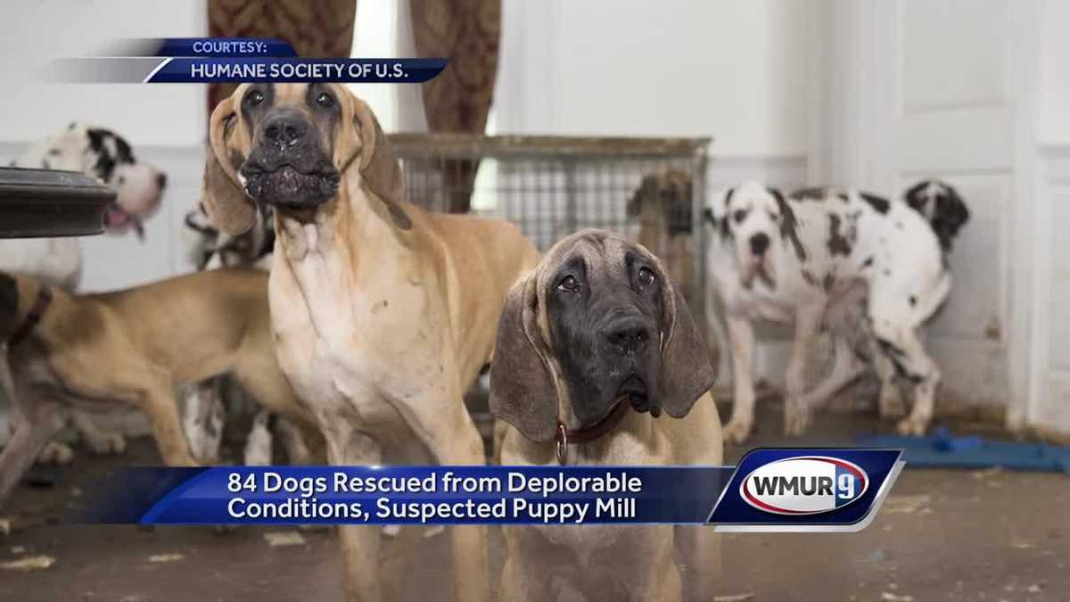 WATCH: 80 Great Danes rescued- 6 p.m.