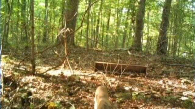 Reported catamount sightings all over Vermont