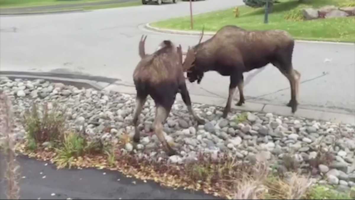 Moose recorded butting heads feet from dad, son