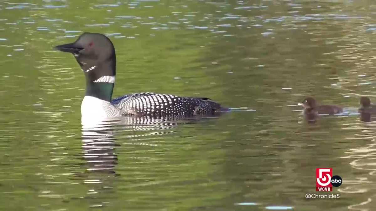 Saving the call of the loon in Moultonborough, NH through conservation