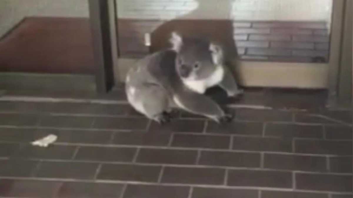 Koala Walks into Accounting Office