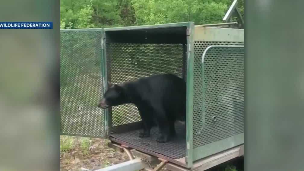Bears released back into wild in New Hampshire, Vermont