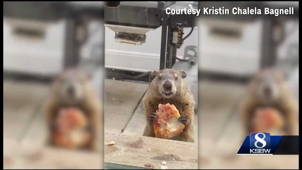 Animal Stories with Dan Green: pizza eating groundhog